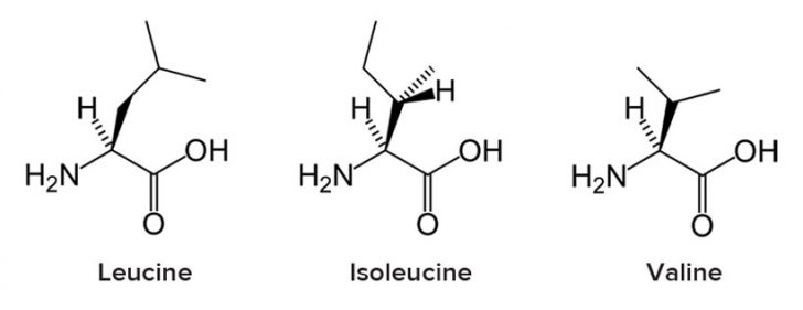 What You Need to Know About BCAA - AskTheTrainer.com