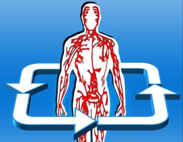 How to Improve Blood Circulation: A Short Guide - AskTheTrainer.com